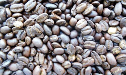 Kopi Luwak a.k.a Cat-Poop Coffee. What Is It? - Latigo Coffee